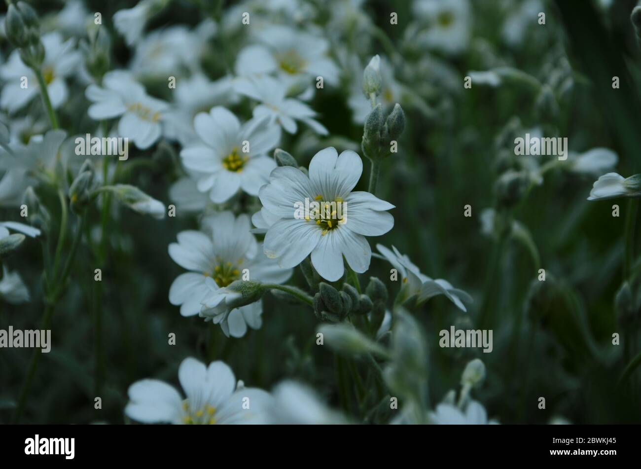 Gypsophila gypsy flowers hi-res stock photography and images - Alamy