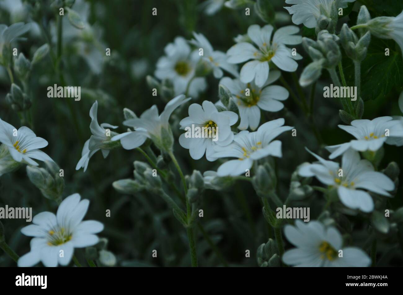 Gypsophila flower hi-res stock photography and images - Alamy