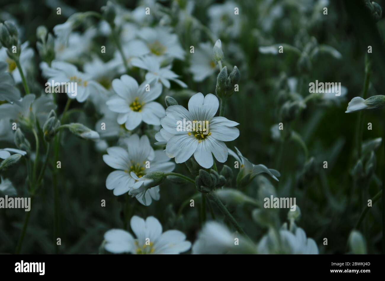 Gypsy Flower High Resolution Stock Photography and Images - Alamy