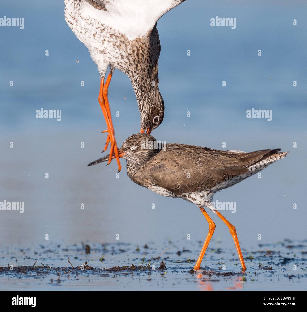 Birds of netherlands hi-res stock photography and images - Alamy
