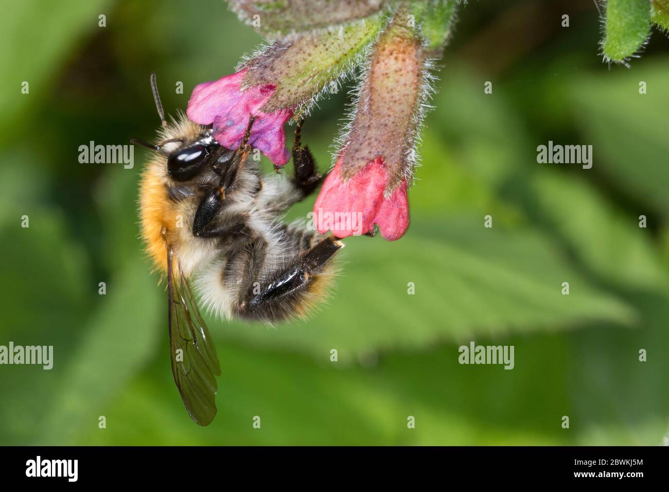 Queen carder bee hi-res stock photography and images - Alamy