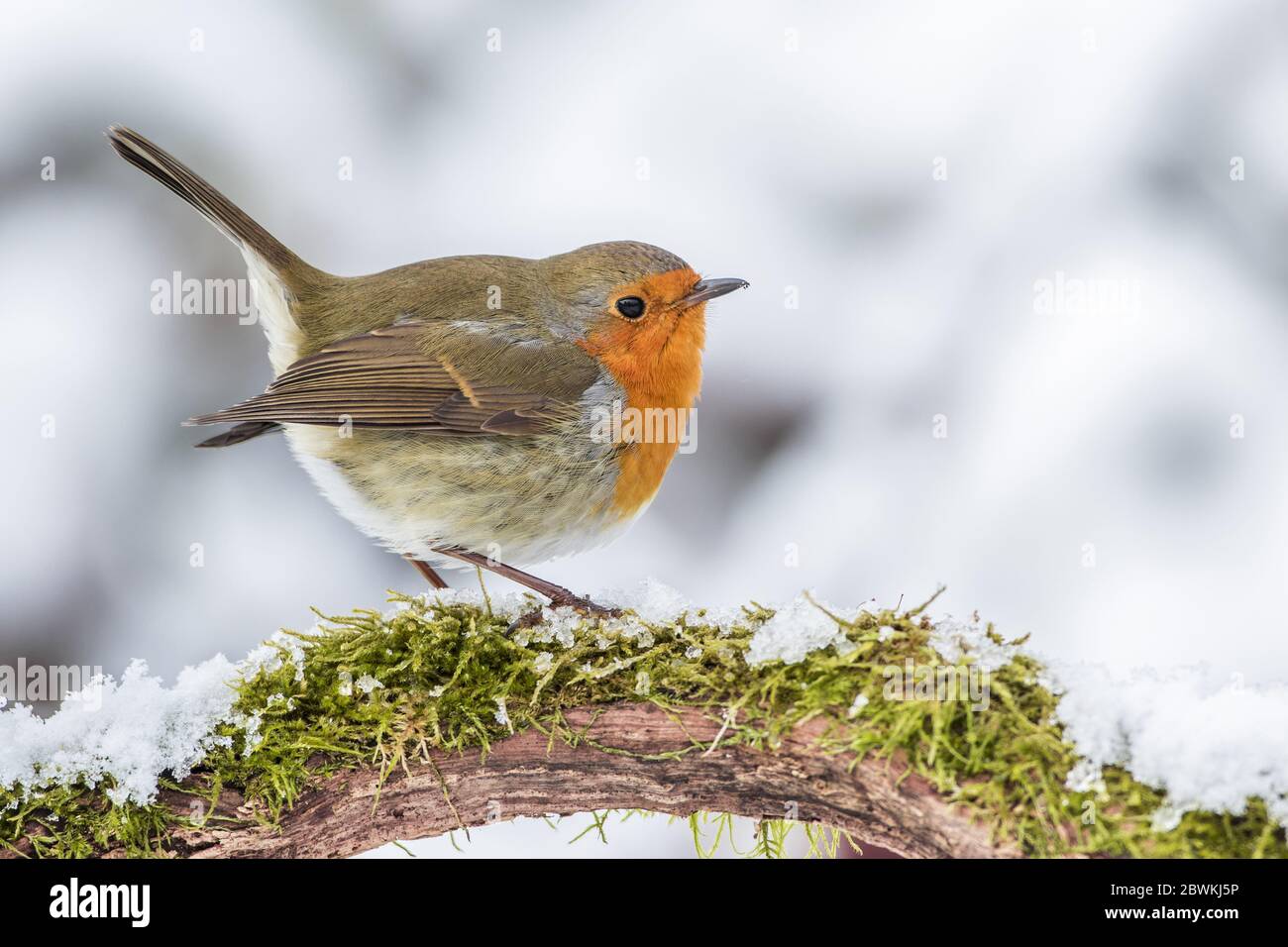 Robin in snow hi-res stock photography and images - Alamy