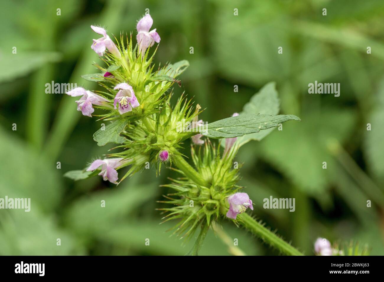 common hemp nettle, brittle-stem hempnettle (Galeopsis tetrahit ...