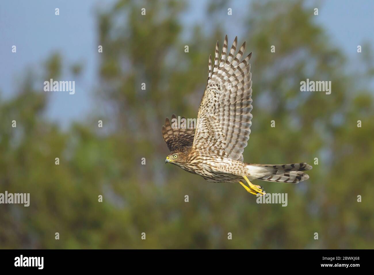 Cooper's hawk (Accipiter cooperii), in flight, USA, Texas, Chambers ...