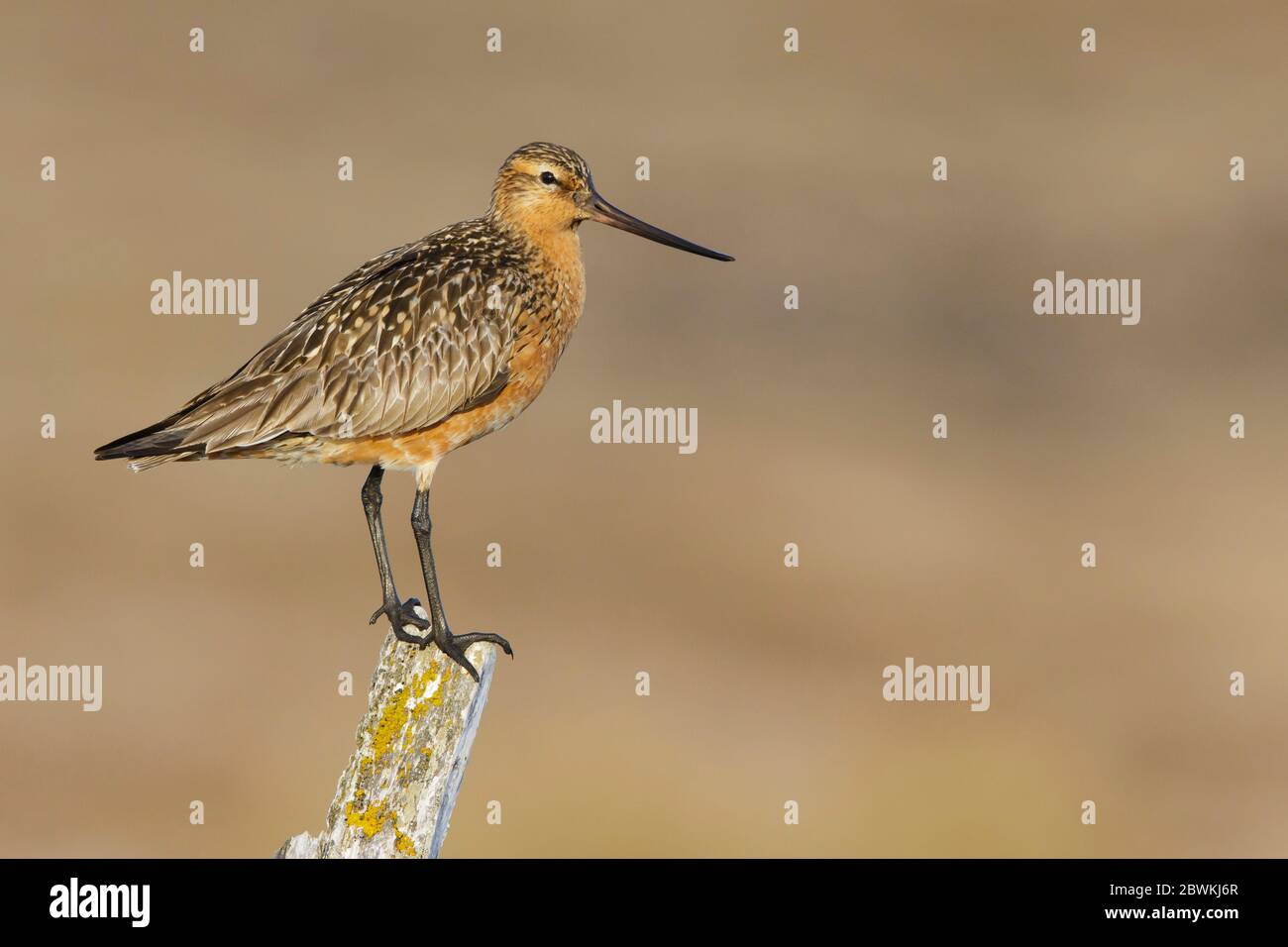 Limosa lapponica alaska hi-res stock photography and images - Alamy