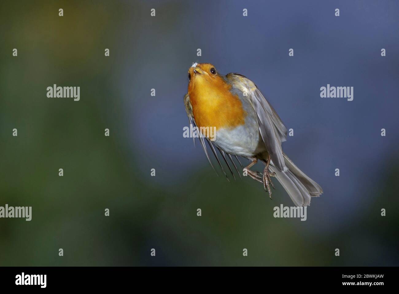 European robin (Erithacus rubecula), capturing prey in flight , Germany ...