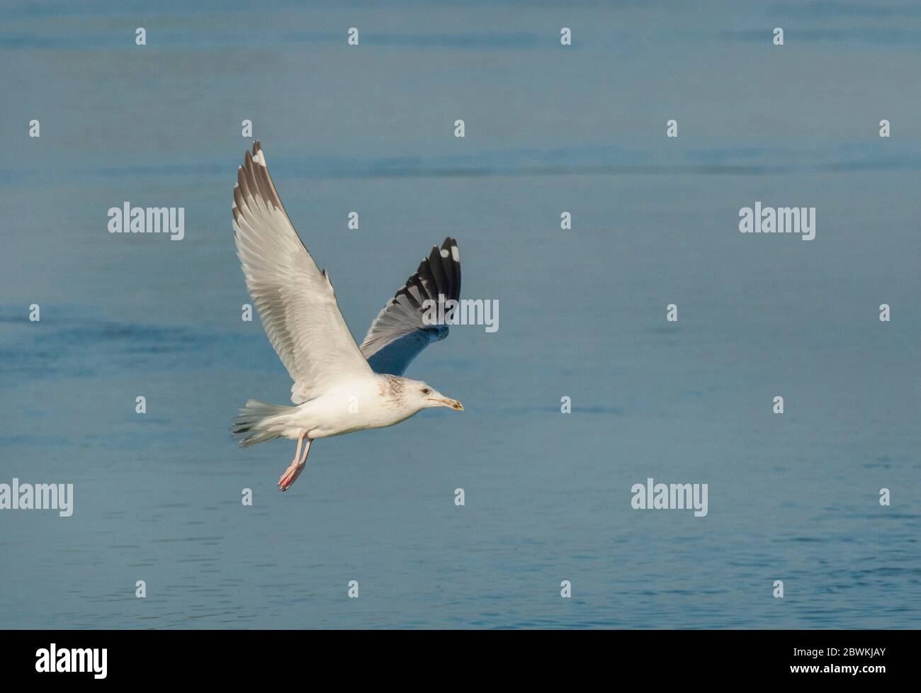 Caspian Gull (Larus cachinnans, Larus cachinnans cachinnans), immature ...