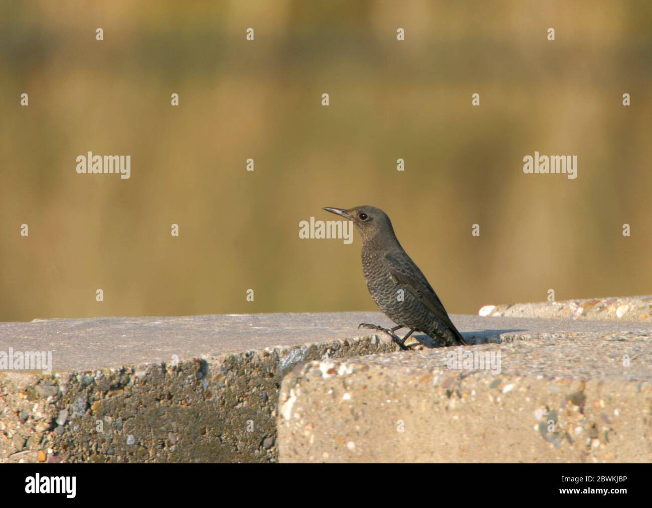 blue rock thrush (Monticola solitarius), immature, first-winter Blue ...