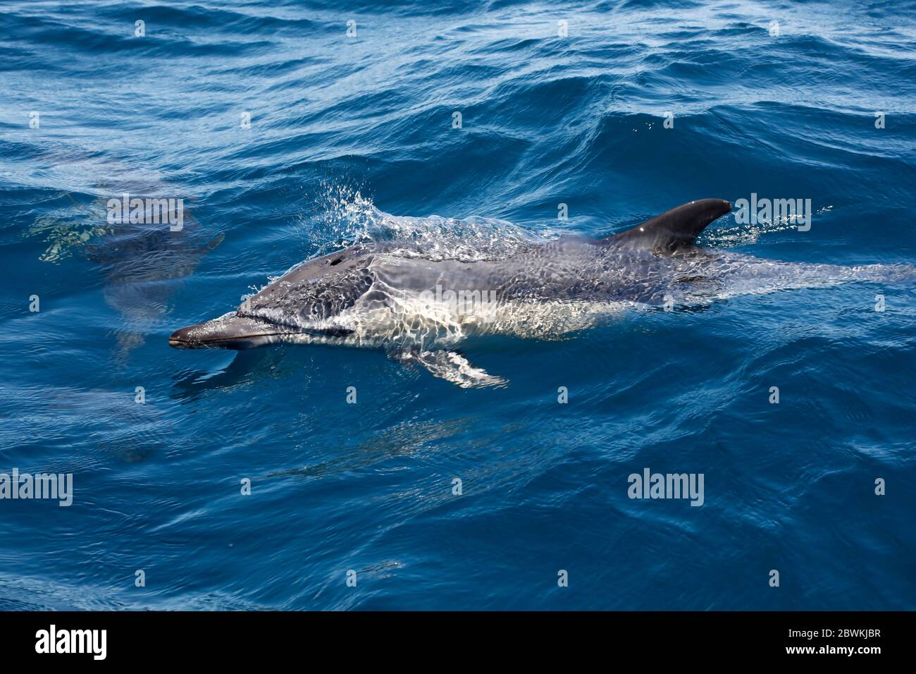 Saddleback ed hi-res stock photography and images - Alamy