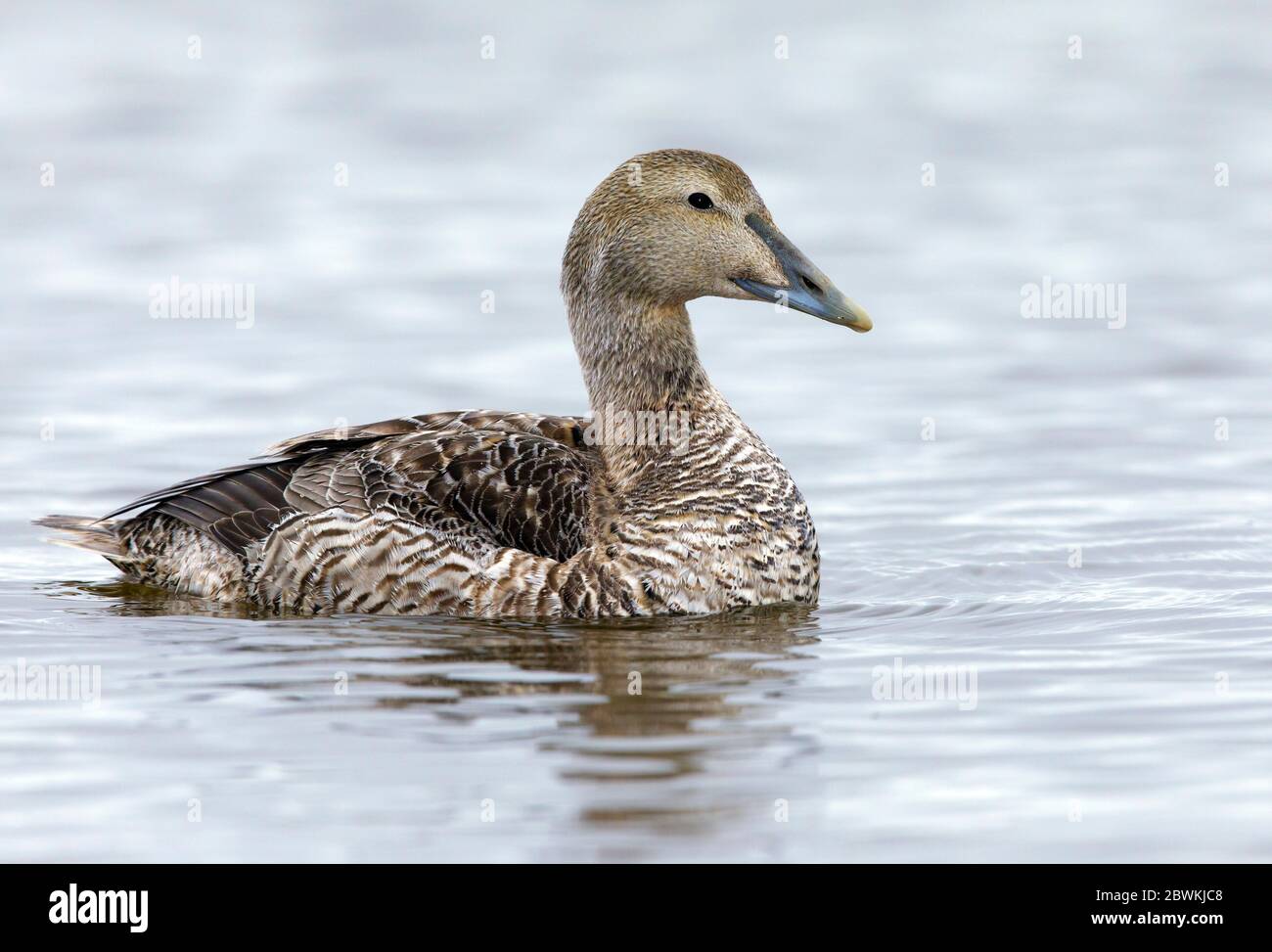 American eider (Somateria mollissima sedentaria), Adult female swimming ...