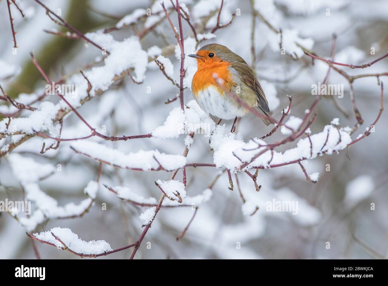 Robin on snowy branch hi-res stock photography and images - Alamy