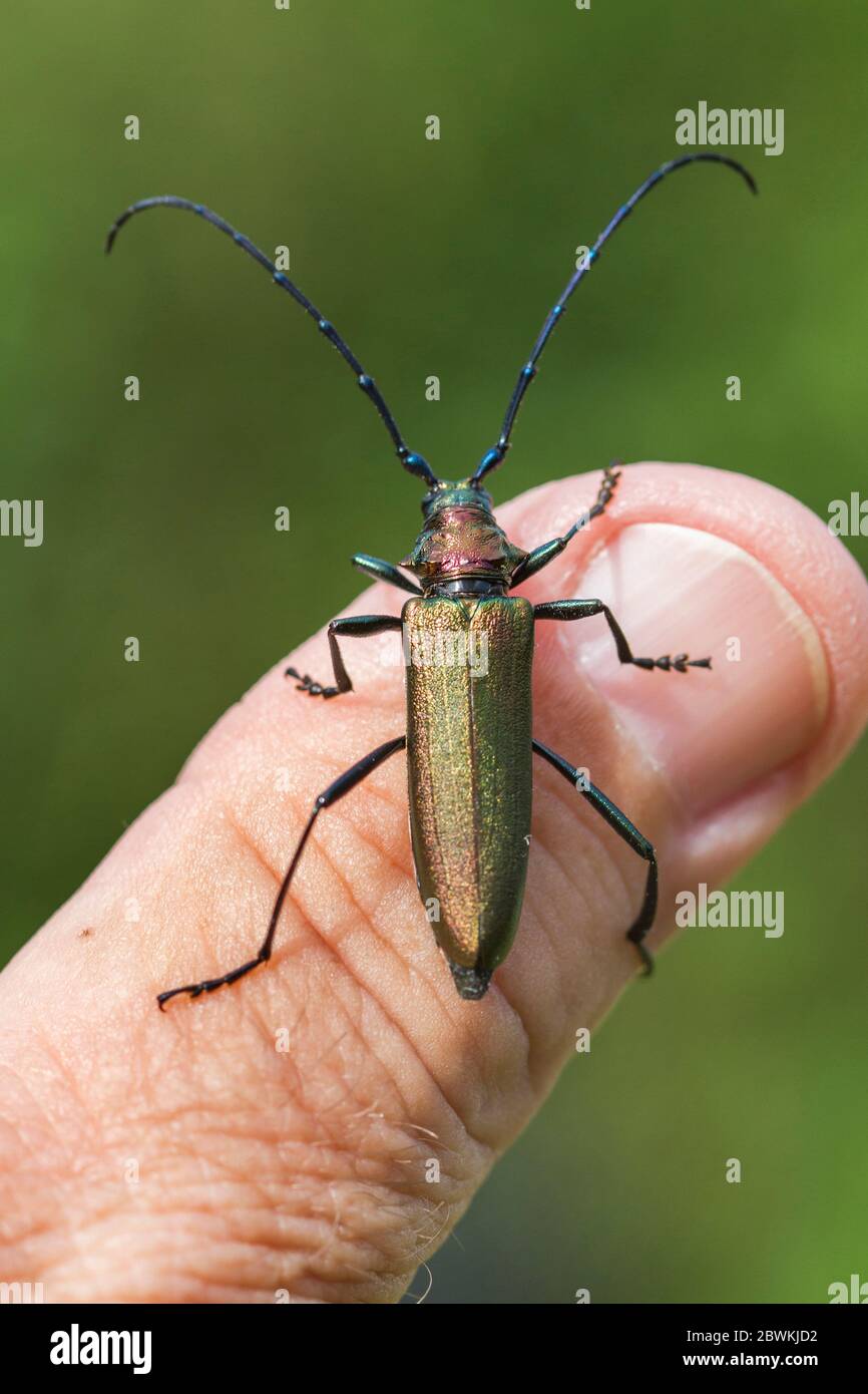 musk beetle (Aromia moschata), sitting on a finger, view from above ...