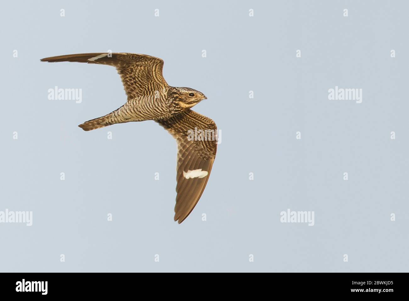 common nighthawk (Chordeiles minor), Adult female in flight, USA ...