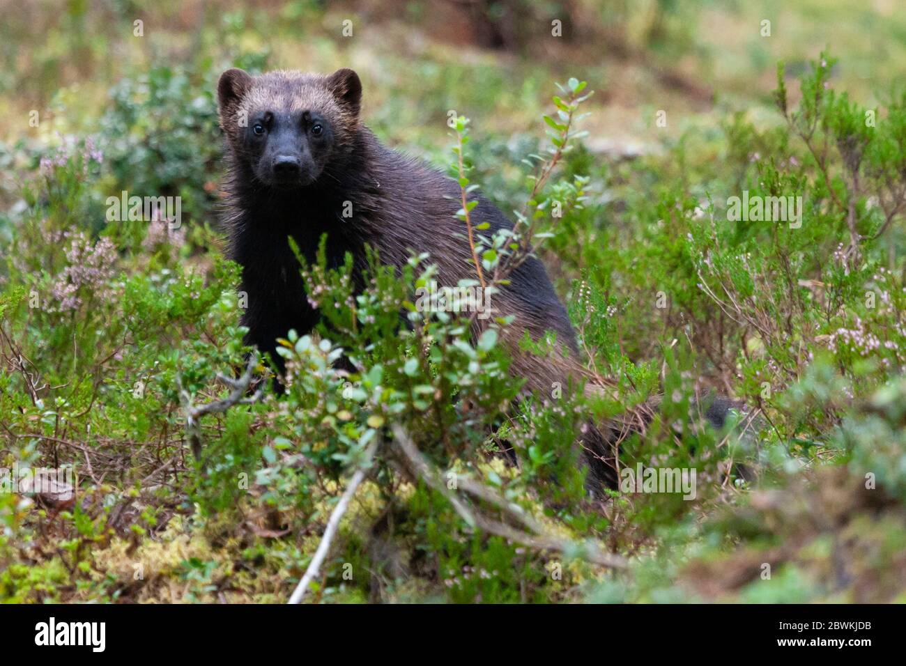 Wolverine gulo gulo in the forest of the finnish taiga hi-res stock ...