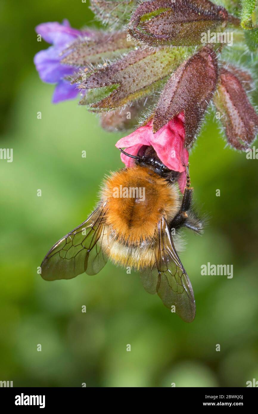 Common carder queen hi-res stock photography and images - Alamy