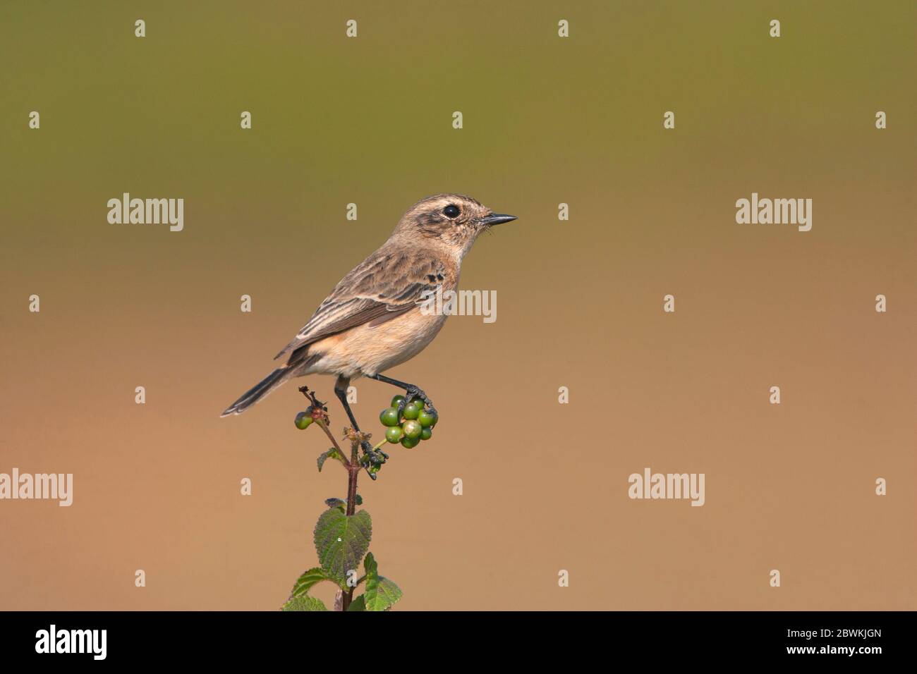 Juvenile stonechat High Resolution Stock Photography and Images - Alamy