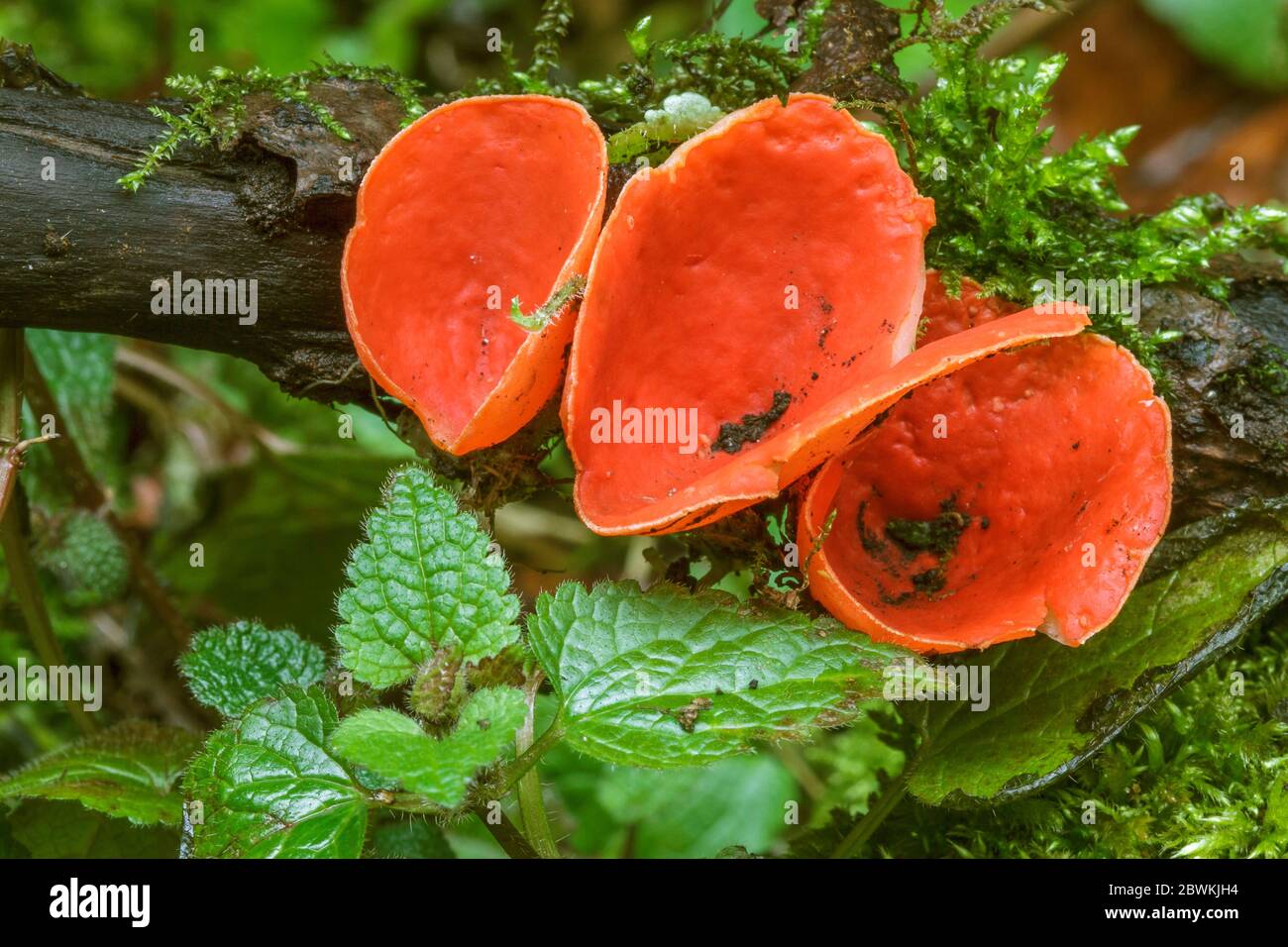 scarlet elf cup, scarlet elf cap, the scarlet cup (Sarcoscypha coccinea ...