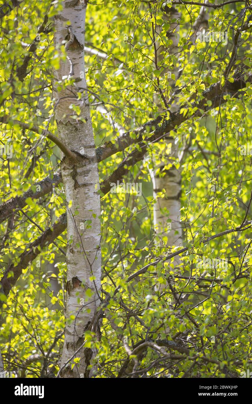 common birch, silver birch, European white birch, white birch (Betula ...
