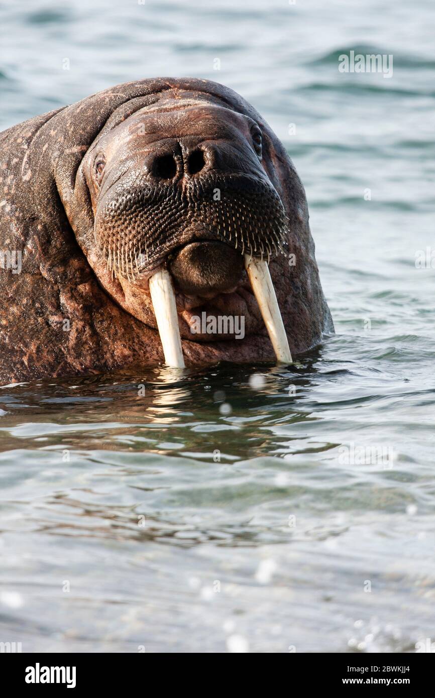 Front view of walrus with tusks in the water hi-res stock photography ...