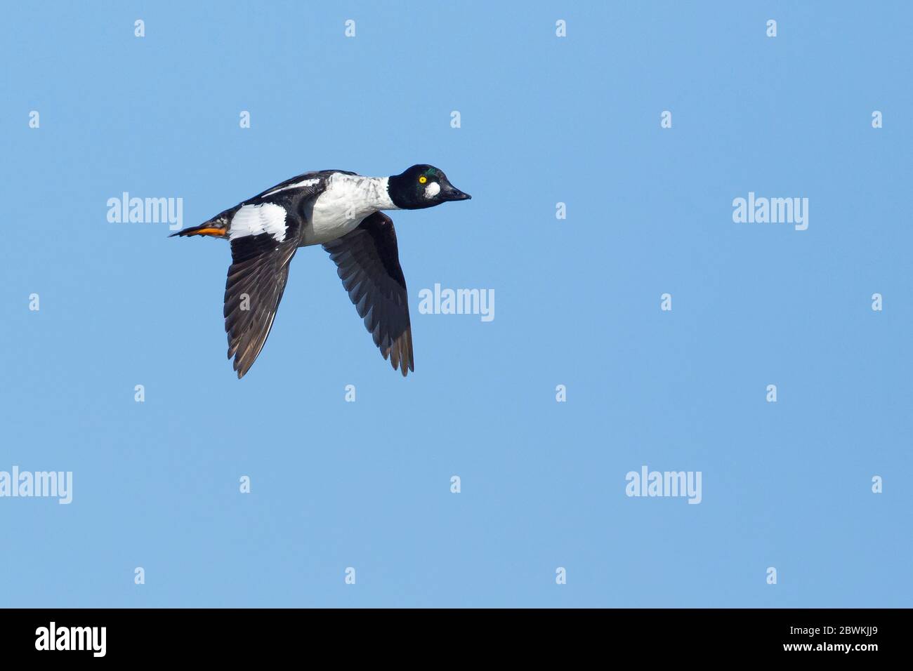 Goldeneye in flight hi-res stock photography and images - Alamy