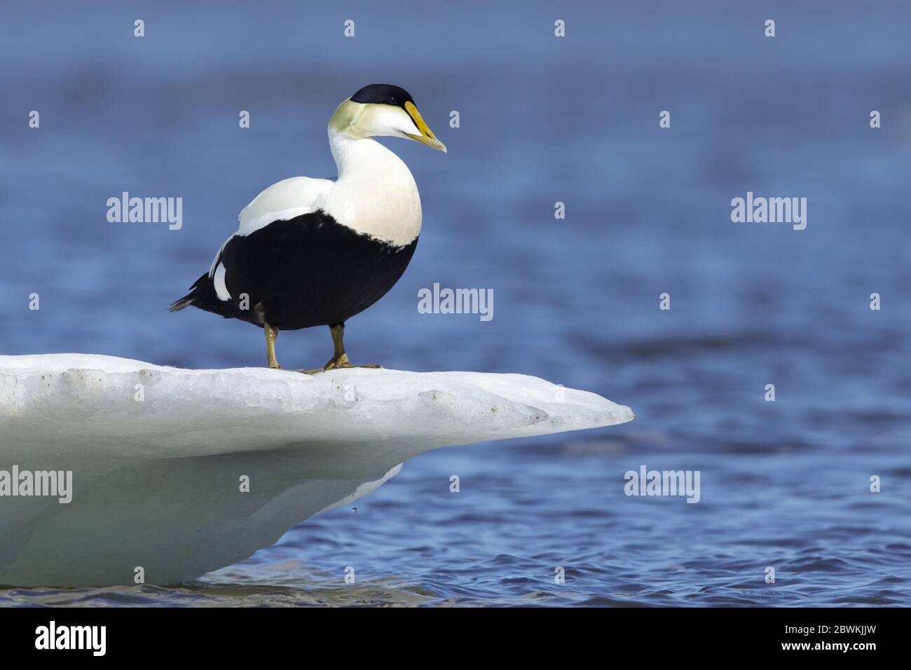 Sédentaria hi-res stock photography and images - Alamy