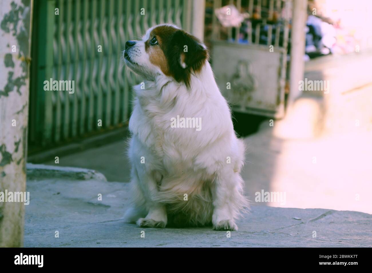 Cute pet with smear on white feather sit on slope of path front of ...