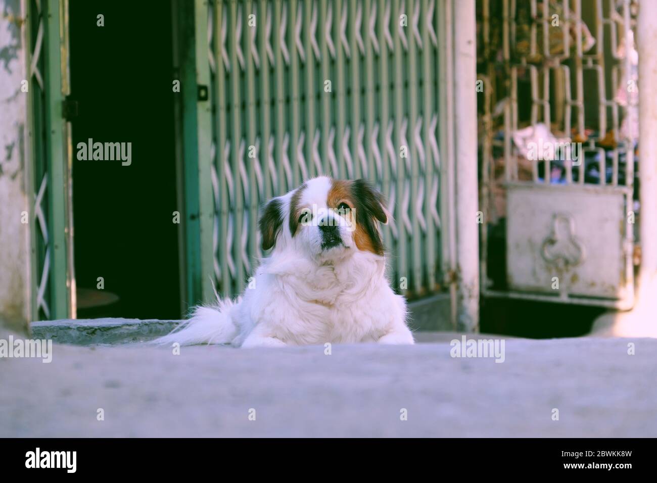 Cute pet with smear on white feather sit on slope of path front of ...