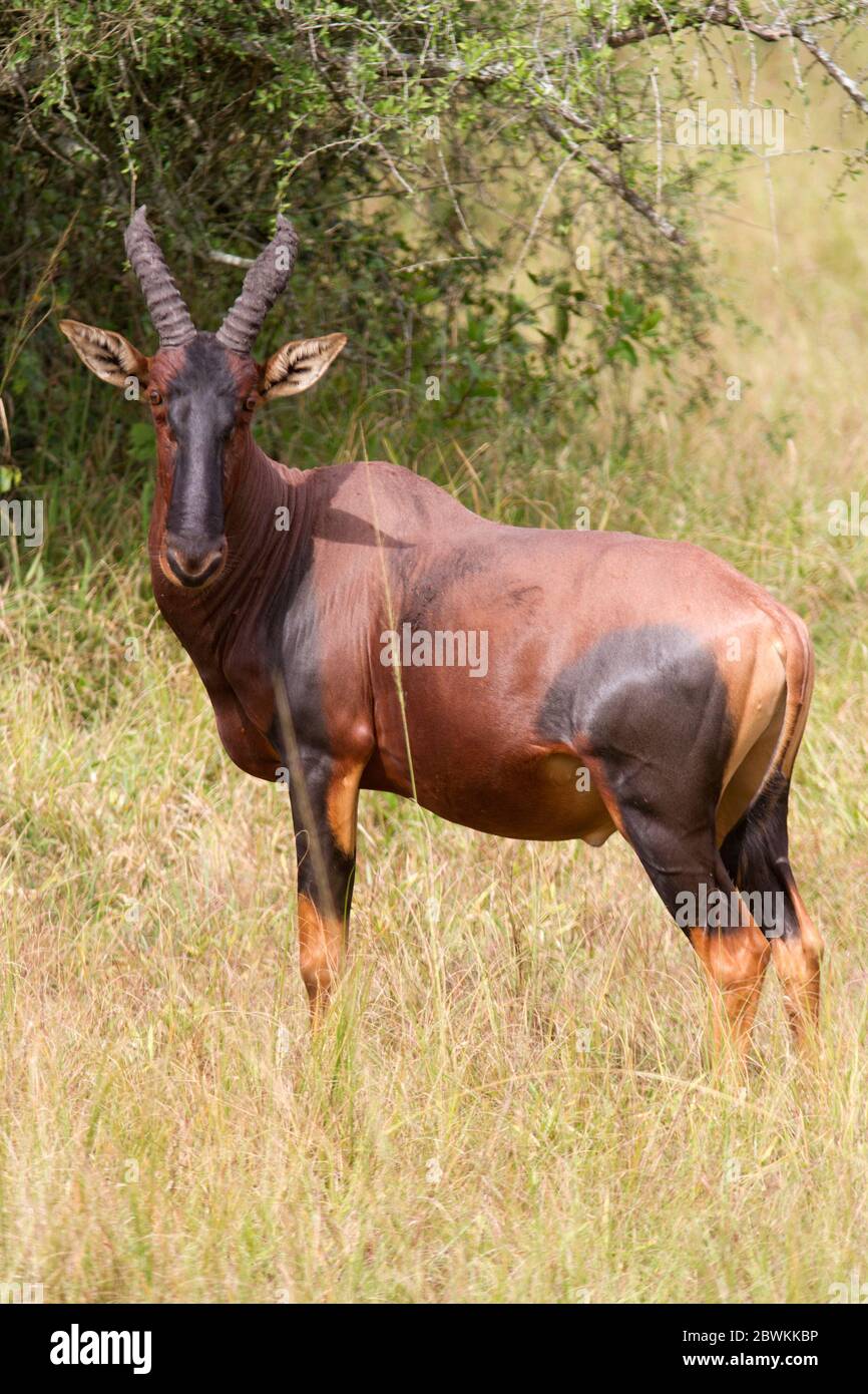A mature male Topi poses in his display area or lek. The Topi (known as ...
