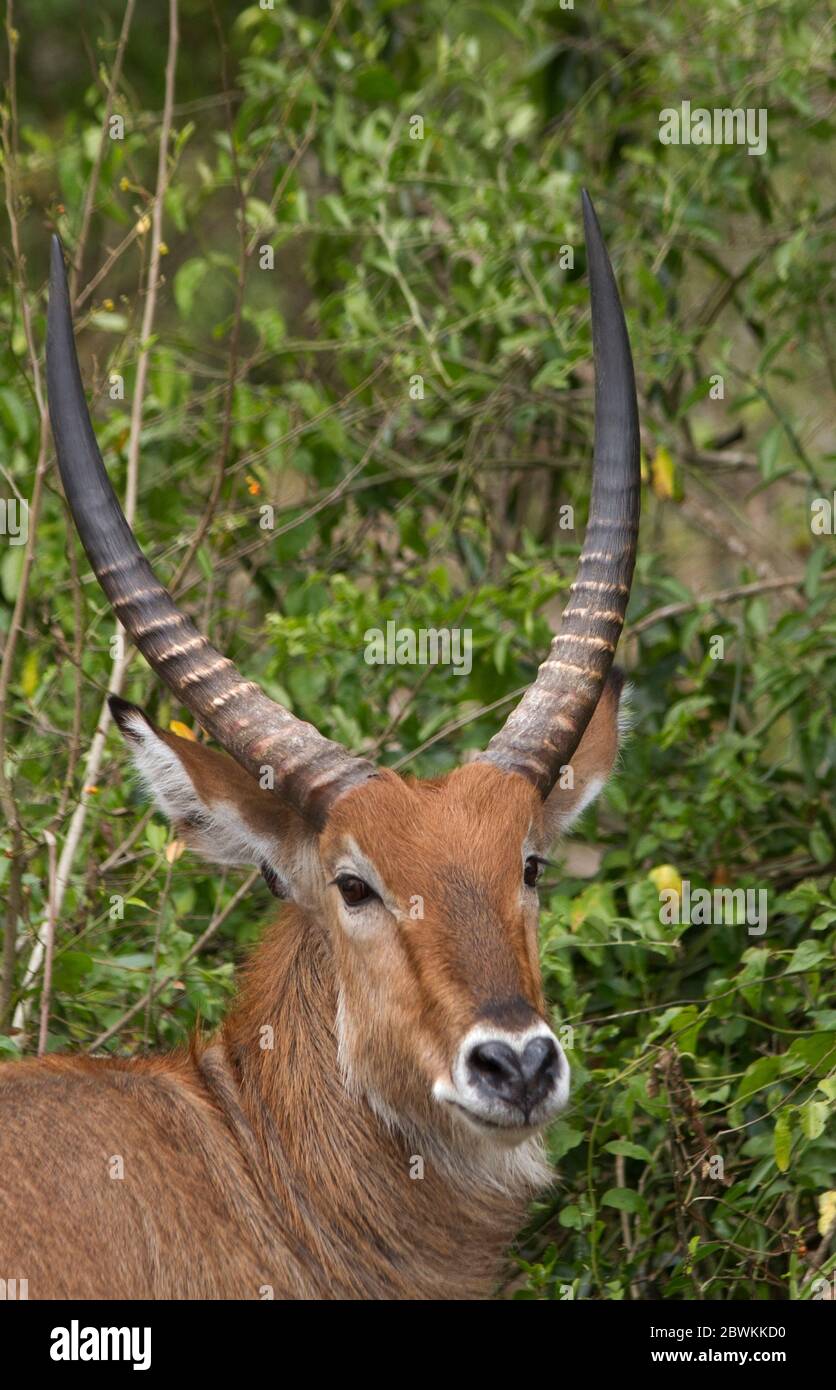 Largest of kobus species hi-res stock photography and images - Alamy