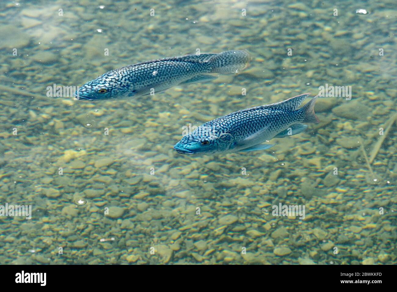 Tilapia (Oreochromis aureus) Jordan St. Peter's fish Stock Photo - Alamy