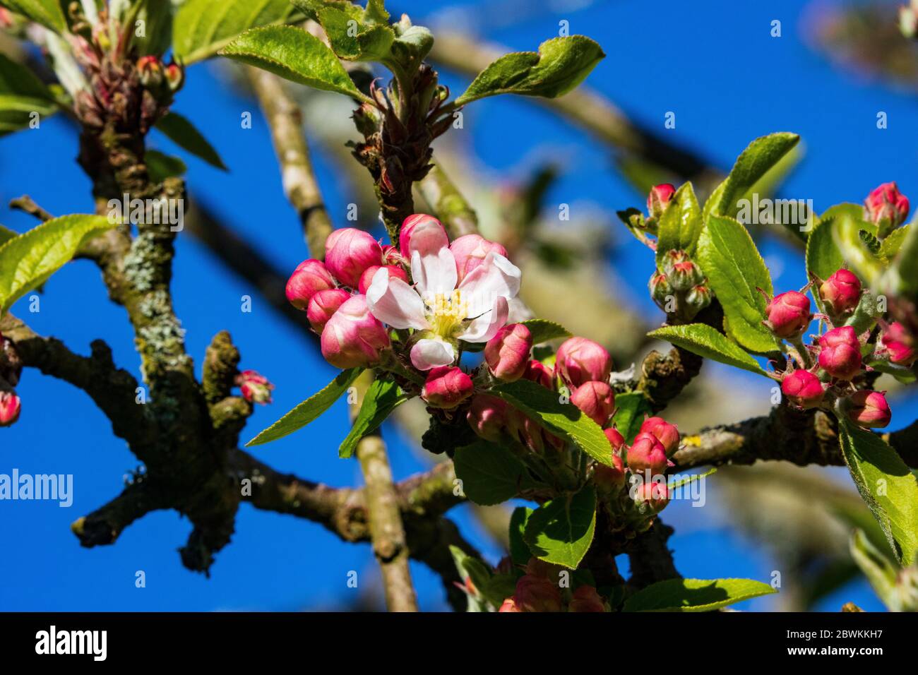 Close up apple buds blossoming hi-res stock photography and images - Alamy