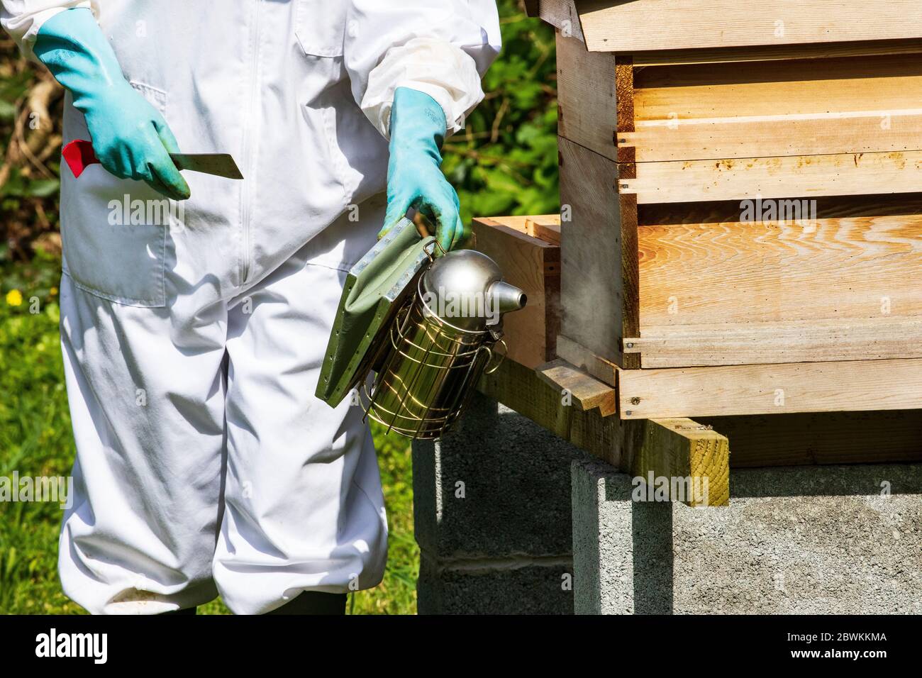 bee hive inspection Stock Photo - Alamy