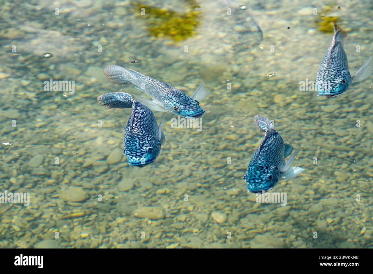 Tilapia (Oreochromis aureus) Jordan St. Peter's fish Stock Photo - Alamy