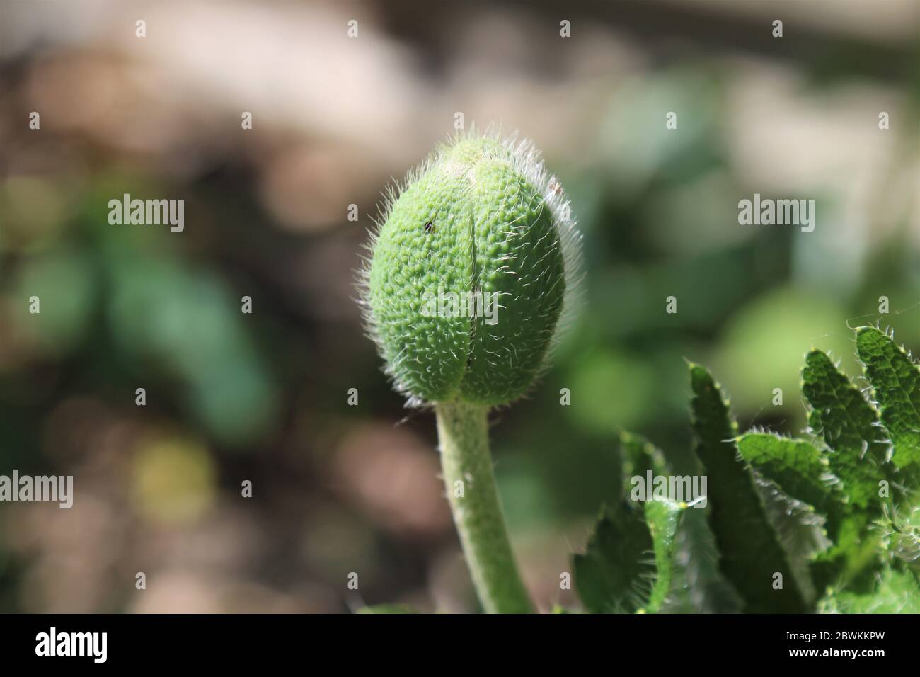 Developing flower head hi-res stock photography and images - Alamy
