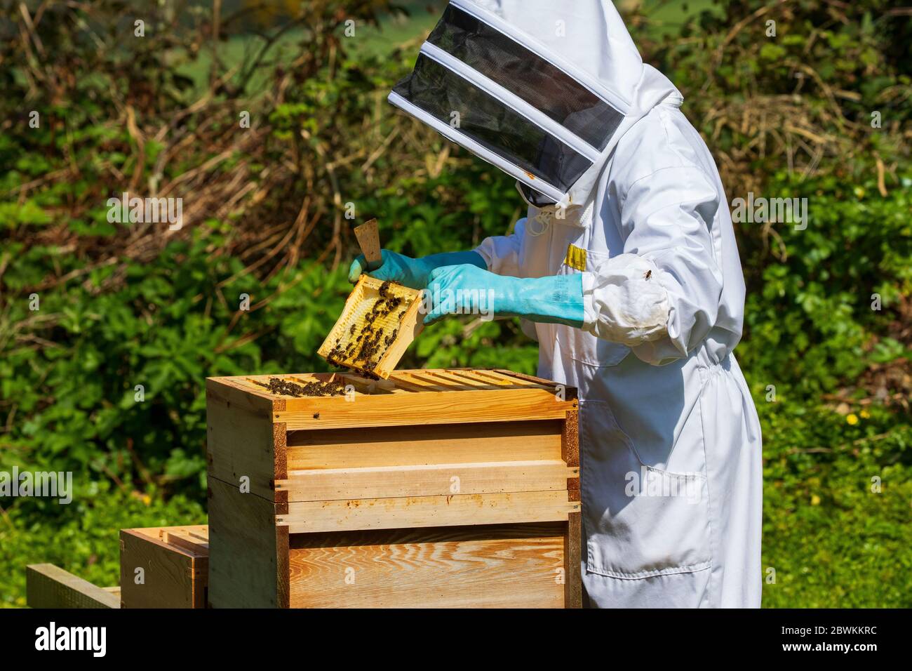 bee hive inspection Stock Photo - Alamy