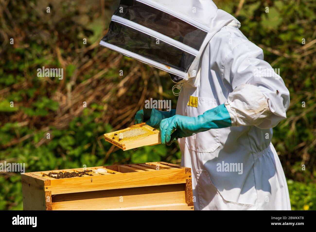 bee hive inspection Stock Photo - Alamy
