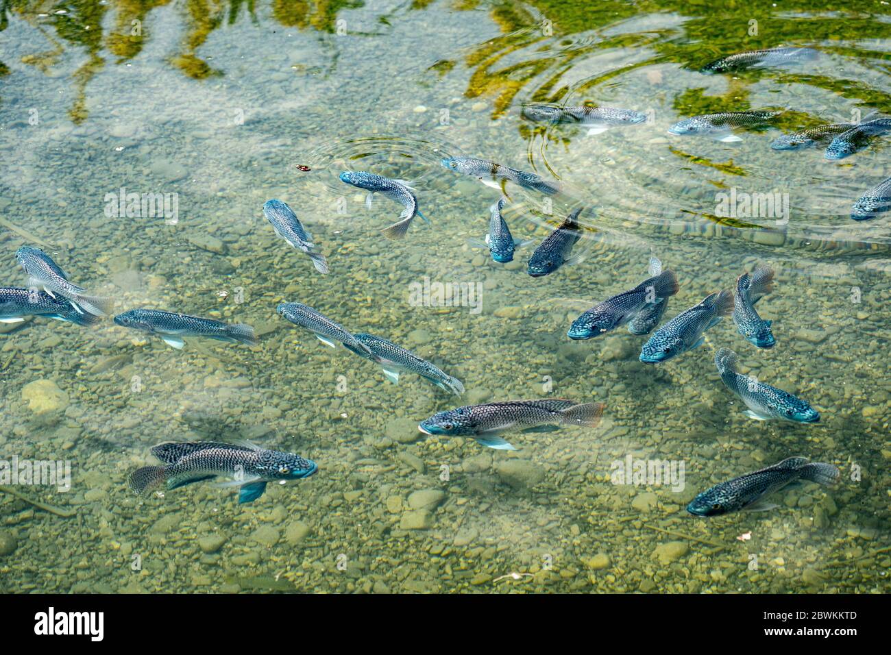 Tilapia (Oreochromis aureus) Jordan St. Peter's fish Stock Photo - Alamy
