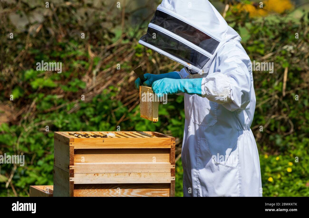 bee hive inspection Stock Photo - Alamy