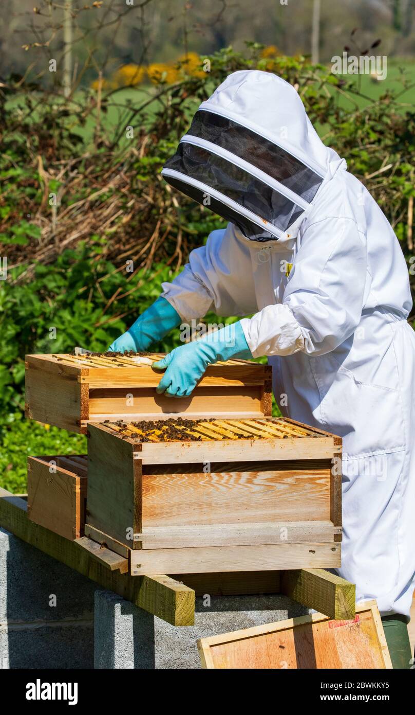 Maintaining the hive hi-res stock photography and images - Alamy