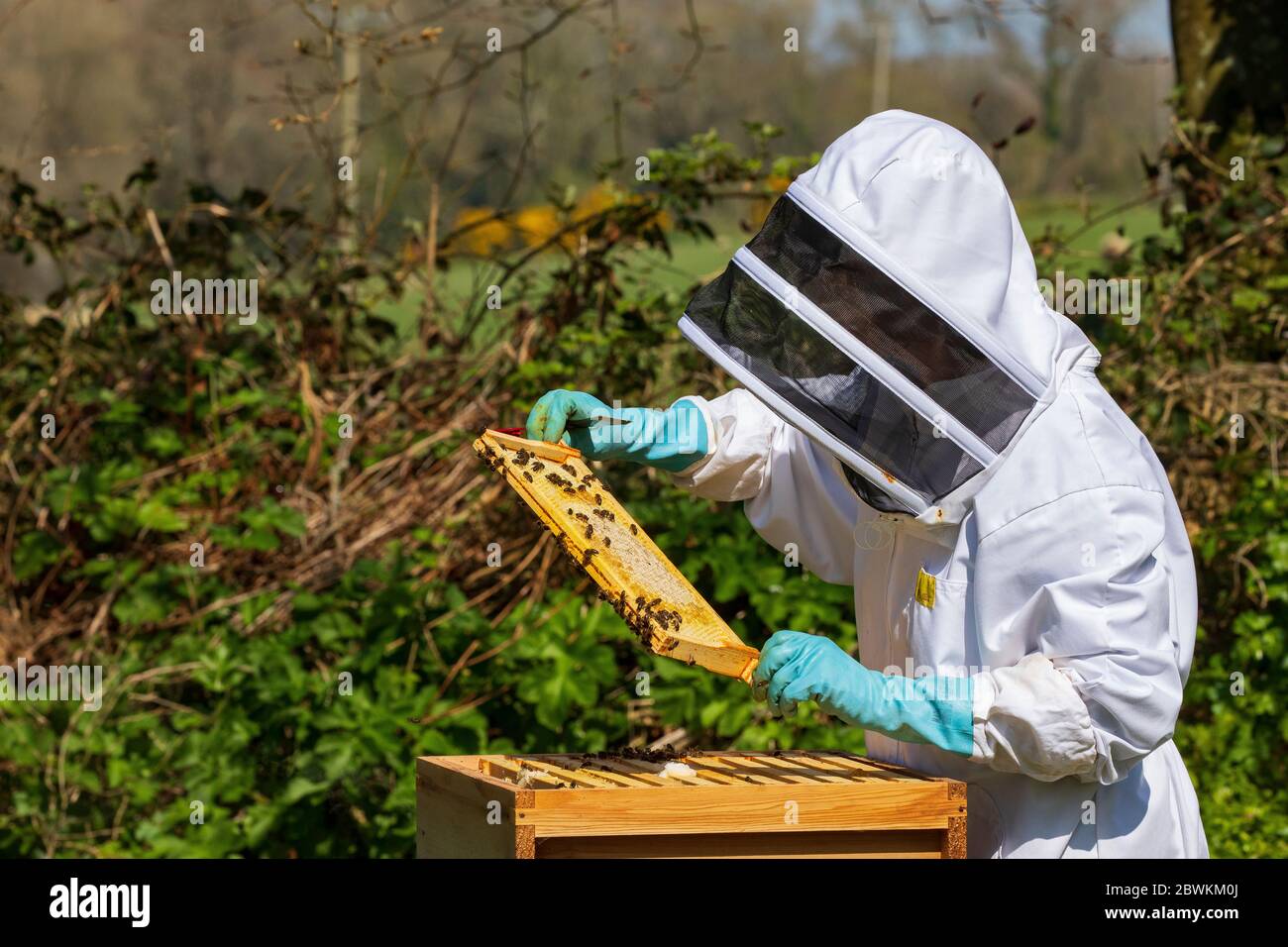 bee hive inspection Stock Photo - Alamy