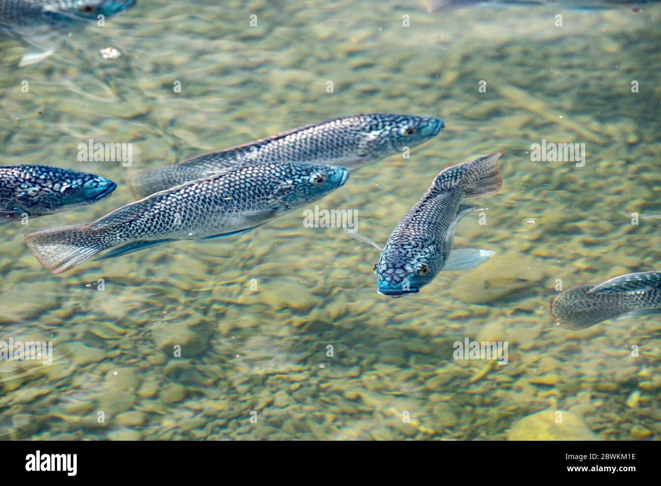 Tilapia (Oreochromis aureus) Jordan St. Peter's fish Stock Photo - Alamy