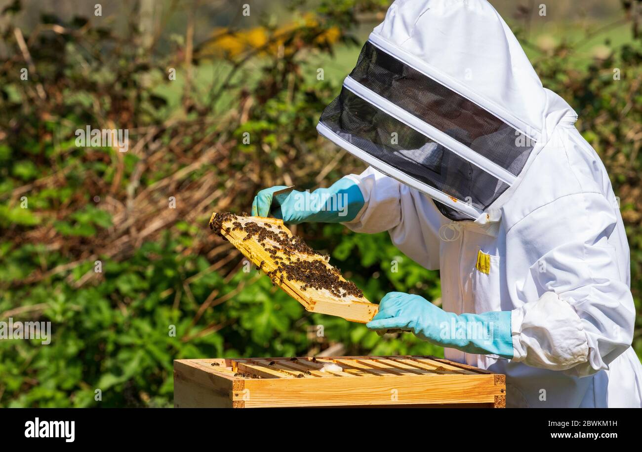 bee hive inspection Stock Photo - Alamy