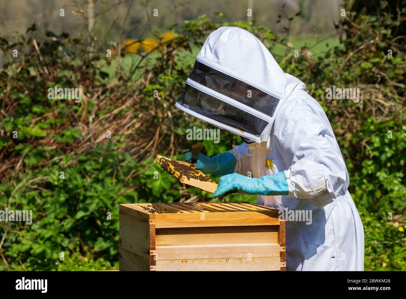 bee hive inspection Stock Photo - Alamy