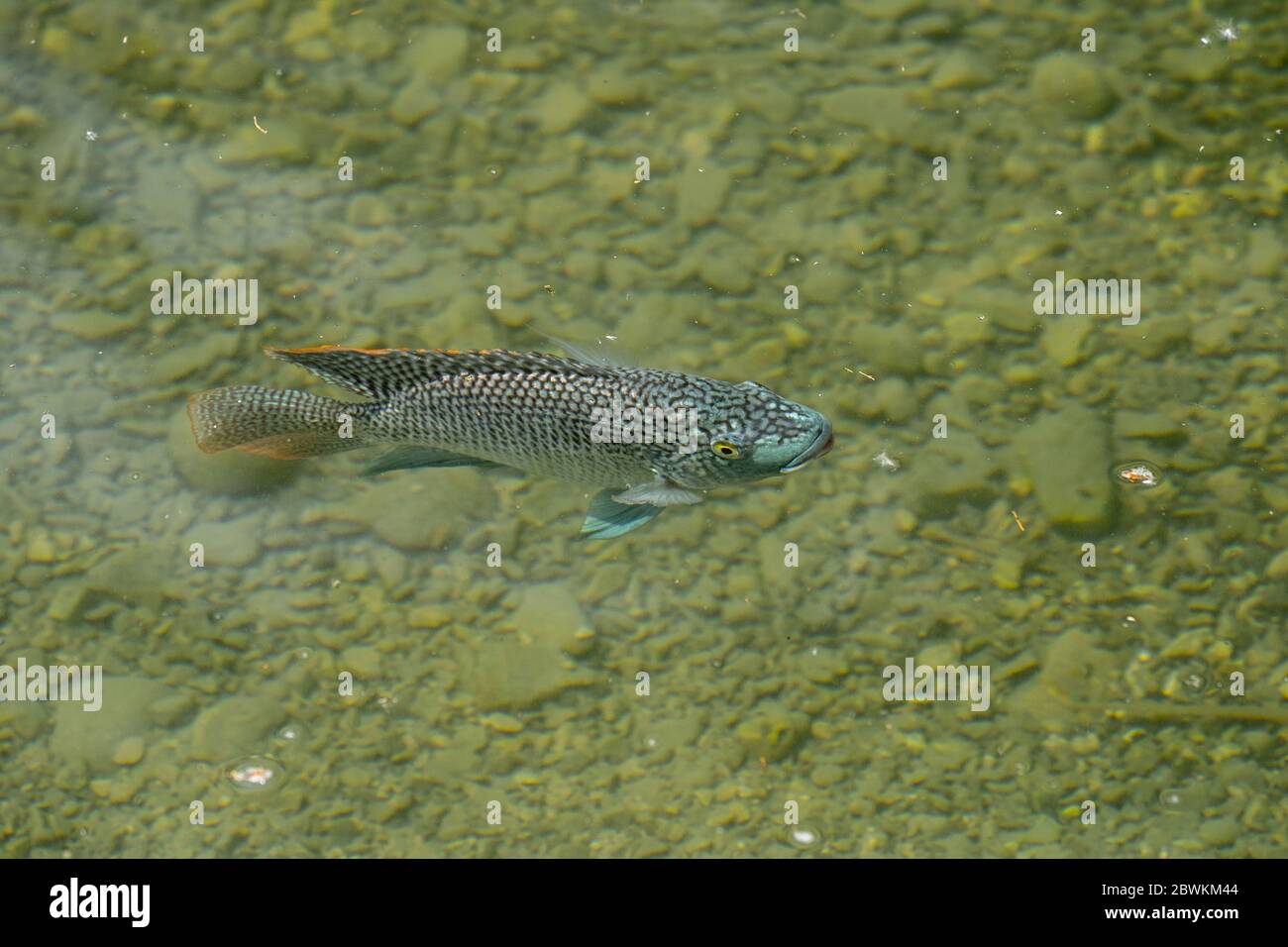 Tilapia (Oreochromis aureus) Jordan St. Peter's fish Stock Photo - Alamy