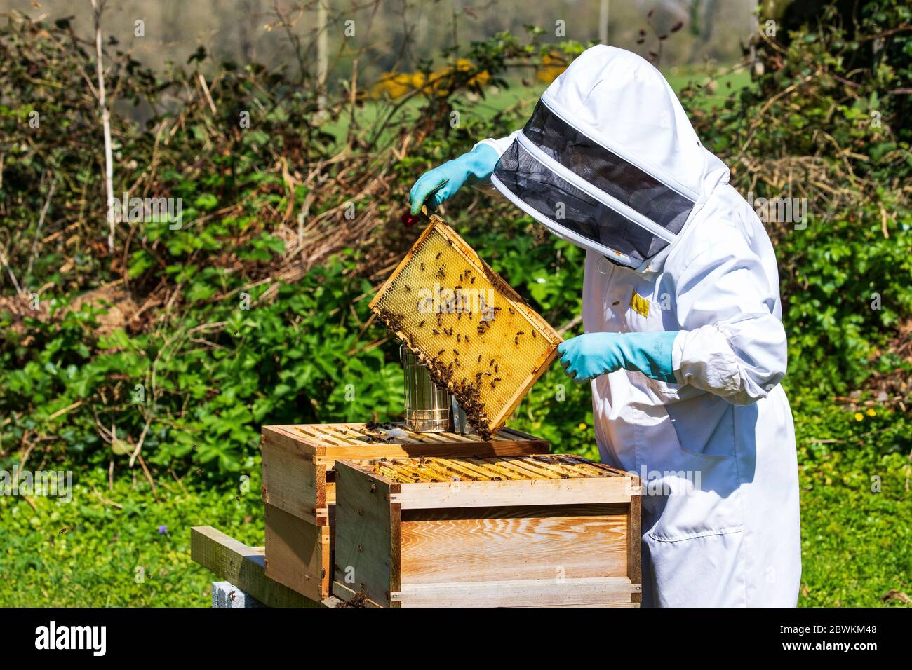 bee hive inspection Stock Photo - Alamy