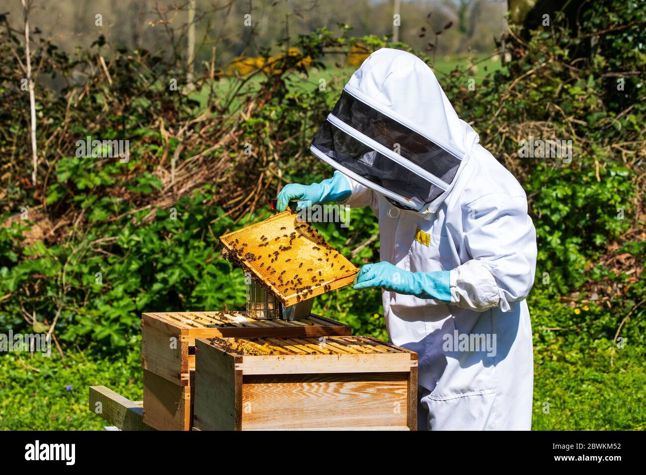 Hive inspection hi-res stock photography and images - Alamy