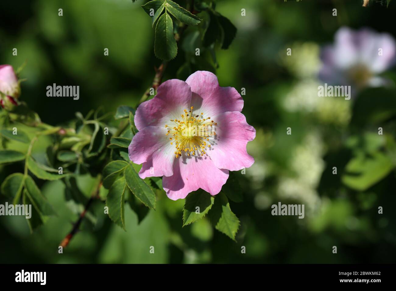 Wild Rose Bush High Resolution Stock Photography and Images - Alamy