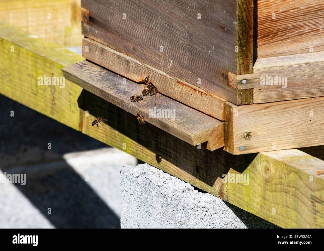 Beehive bee hi-res stock photography and images - Alamy