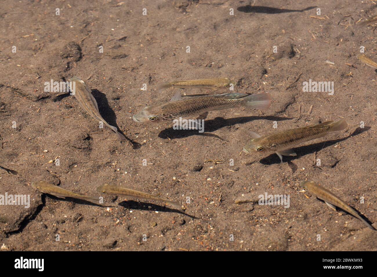 Redbelly tilapia (Coptodon zillii, syn. Tilapia zillii), also known as ...