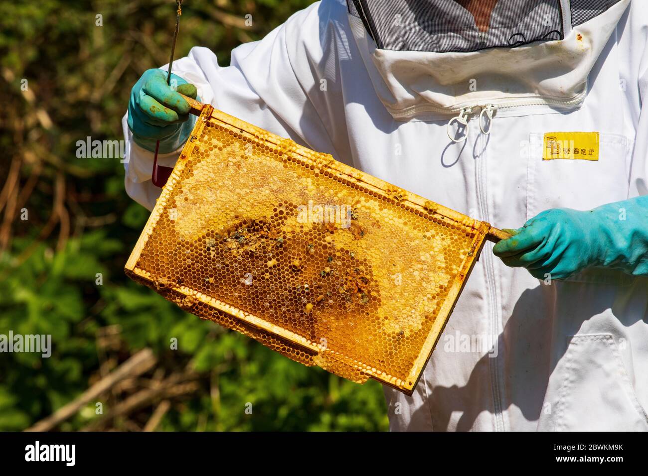 bee hive inspection Stock Photo - Alamy